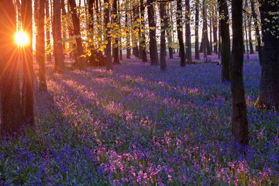 'Bluebells at Sunset' Photographic Print - Inguna Plume | Art.com