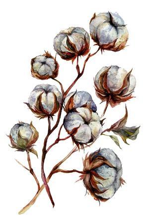 Cotton Plant Drawing
