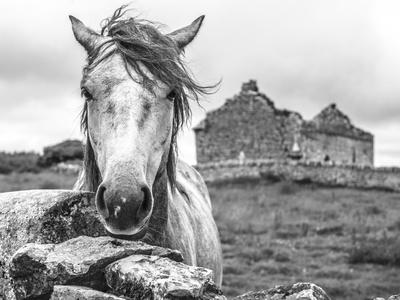 'Ireland Black and White' Giclee Print - Arabella Studios | Art.com