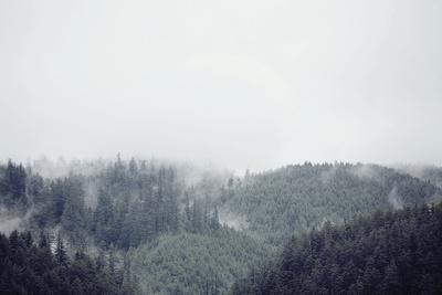 'Fading Forest' Giclee Print - Irene Suchocki | Art.com