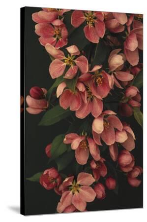 Passionate Petals Stretched Canvas Print - Irene Suchocki | Art.com