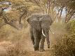 'Loxodonta Africana, Lake Manyara National Park, Tanzania' Photographic Print - Ivan Vdovin ...
