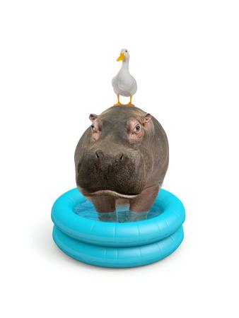 'Hippo and Duck' Giclee Print - J Hovenstine Studios | Art.com