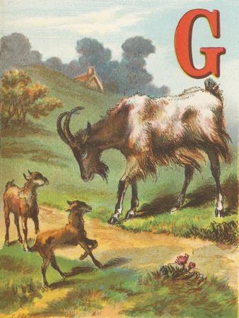 'G: G is the Goat, with Two Kids Young and Gay; They Run to their ...