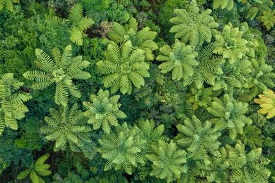 'Punga Trees from Above' Photographic Print - Jack Burden | Art.com