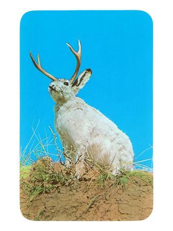 'Jackalope, Horned Rabbit' Art Print | Art.com