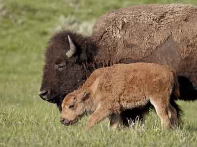 'Bison (Bison Bison) Cow and Calf, Yellowstone National Park, Wyoming ...