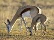 'Mother and Young Springbok, Mountain Zebra National Park, South Africa ...