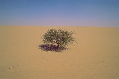 'Isolated Tree in a Desert in Niger, Africa.Perhaps Arbre Du Tenere or ...