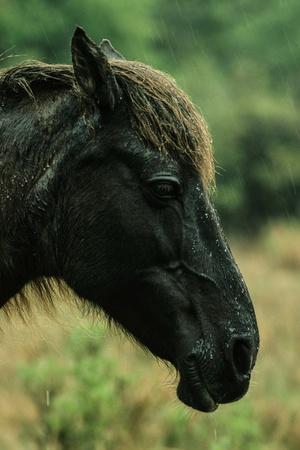 'Portrait of a Wild Pony in Profile. Assateague Island,, Virginia or Maryl,., 1970S (Photo ...