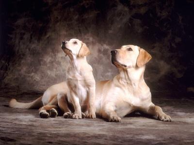 'Portrait of laboradors' Photographic Print - James Noble | Art.com