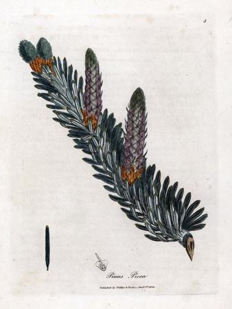 'White or Common Fir Tree - Silver Fir Tree, Abies Alba. Handcoloured ...