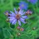 Subalpine daisy wildflower blossom and flower buds close-up ...