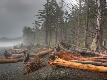 'Beached Trees From Ocean Storms, Rialto Beach, Olympic National Park ...
