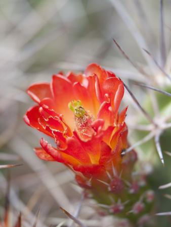 'Flowering Claret Cup Cactus, Joshua Tree National Park, California ...
