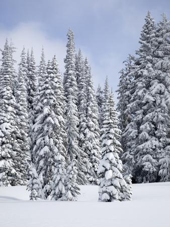'Snow-Covered Fir Trees, Mount Rainier National Park, Washington, Usa ...