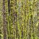 Washington State, Central Cascades, Moss covered Red Alder forest ...