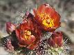 'Wolf's Cholla, Anza-Borrego Desert State Park, California, Usa ...