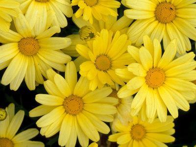 'Yellow Daisies, Bellevue Botanical Garden, Washington, USA ...