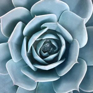 Jan Bell Art: Prints, Paintings, Posters & Wall Art | Art.com