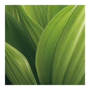 Jan Bell Art: Prints, Paintings, Posters & Wall Art | Art.com