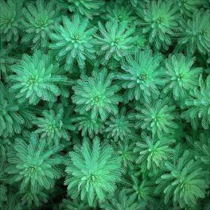 Jan Bell Art: Prints, Paintings, Posters & Wall Art | Art.com