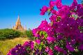 'Purple flower of bougainvillea with pagoda in background, Old Bagan ...