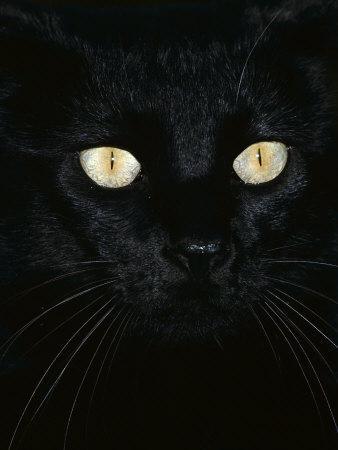 'Black Domestic Cat, Eyes with Pupils Closed in Bright Light ...