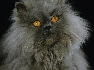 Blue Persian