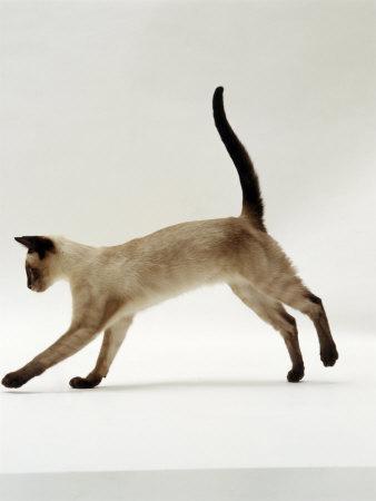 'Domestic Cat, Seal-Point Siamese Juvenile Running Profile ...