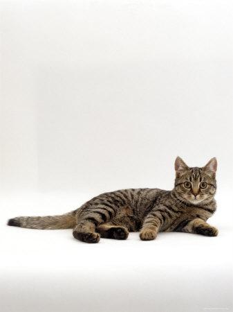 Burmese Tabby Mix The Burmese Cat – Cat In The Box LLC