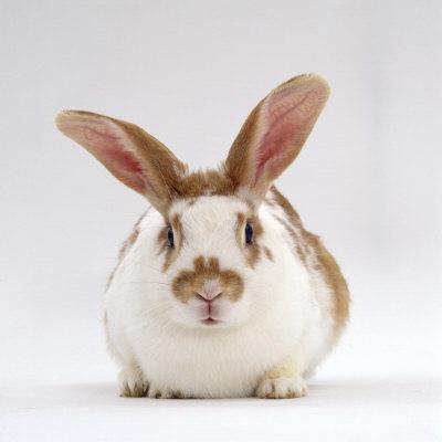 English Spot Rabbit English Spot Rabbit" Sticker For Sale By