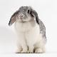 'Female Silver and White French Lop-Eared Rabbit' Photographic Print ...