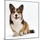 'Pembrokeshire Welsh Corgi Undocked Dog, 9 Months Old, Sitting ...