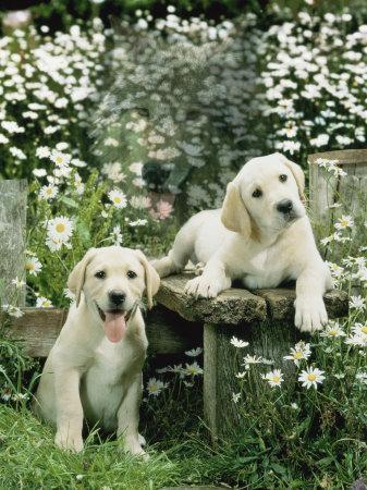 'Two Young Labradors in a Daisy Field, UK' Photographic Print - Jane ...