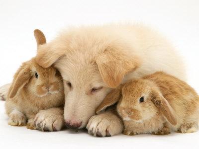 'White German Shepherd Dog Puppy and Sandy Lop Baby Rabbits ...