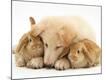 'White German Shepherd Dog Puppy and Sandy Lop Baby Rabbits ...
