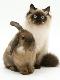 'Young Birman-Cross Cat with Dwarf Lionhead Rabbit' Photographic Print ...