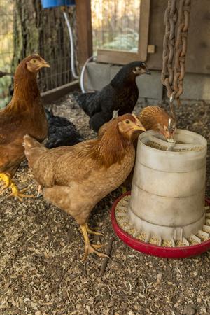 Black Star and Red Star hens eating in a large custom-made chicken coop ...