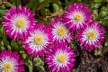 Issaquah, Washington State, USA. Cluster of Jewel of Desert Amethyst ...
