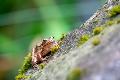 'Issaquah, Washington State, USA. Pacific Tree Frog resting on a rock ...