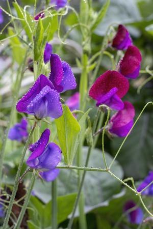 Issaquah, Washington State, USA. Sweet Pea flowers, also known as ...