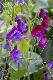Issaquah, Washington State, USA. Sweet Pea flowers, also known as ...