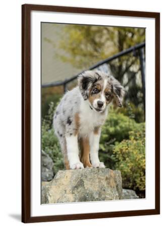 Australian Shepherd Puppy Blue Merle
