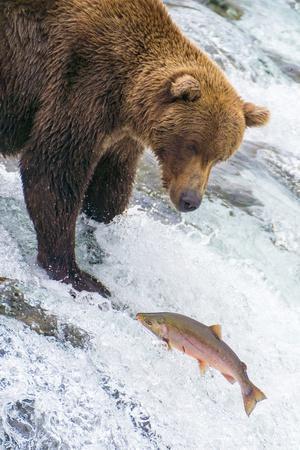 'Alaska, Brooks Falls. Grizzly bear at the top of the falls watching a ...