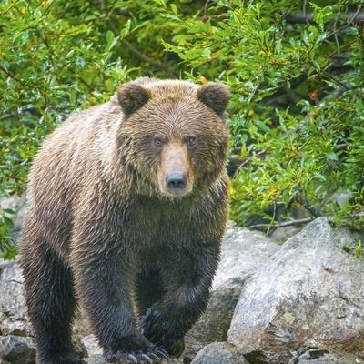 'Alaska, Lake Clark. Walking grizzly bear with green foliage in ...