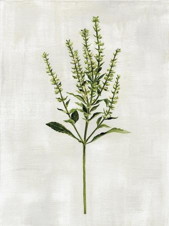 Botanical Set - Grass Giclee Print - Janie Howe | Art.com