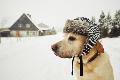'Labrador Retriever with Cap on His Head in Winter' Photographic Print ...