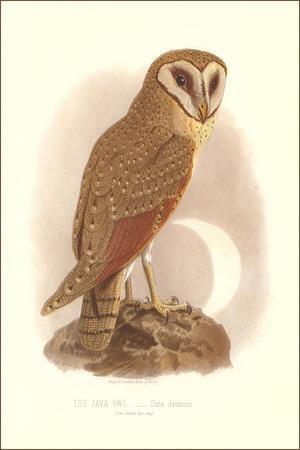 'Java Owl' Art Print | Art.com
