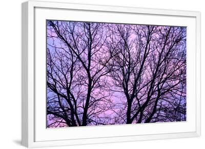 'Canada, Manitoba, Winnipeg. Branches of sliver maple at sunrise ...